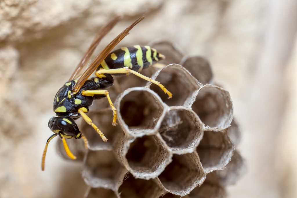 Paper Wasp Removal | Animal Control Specialists